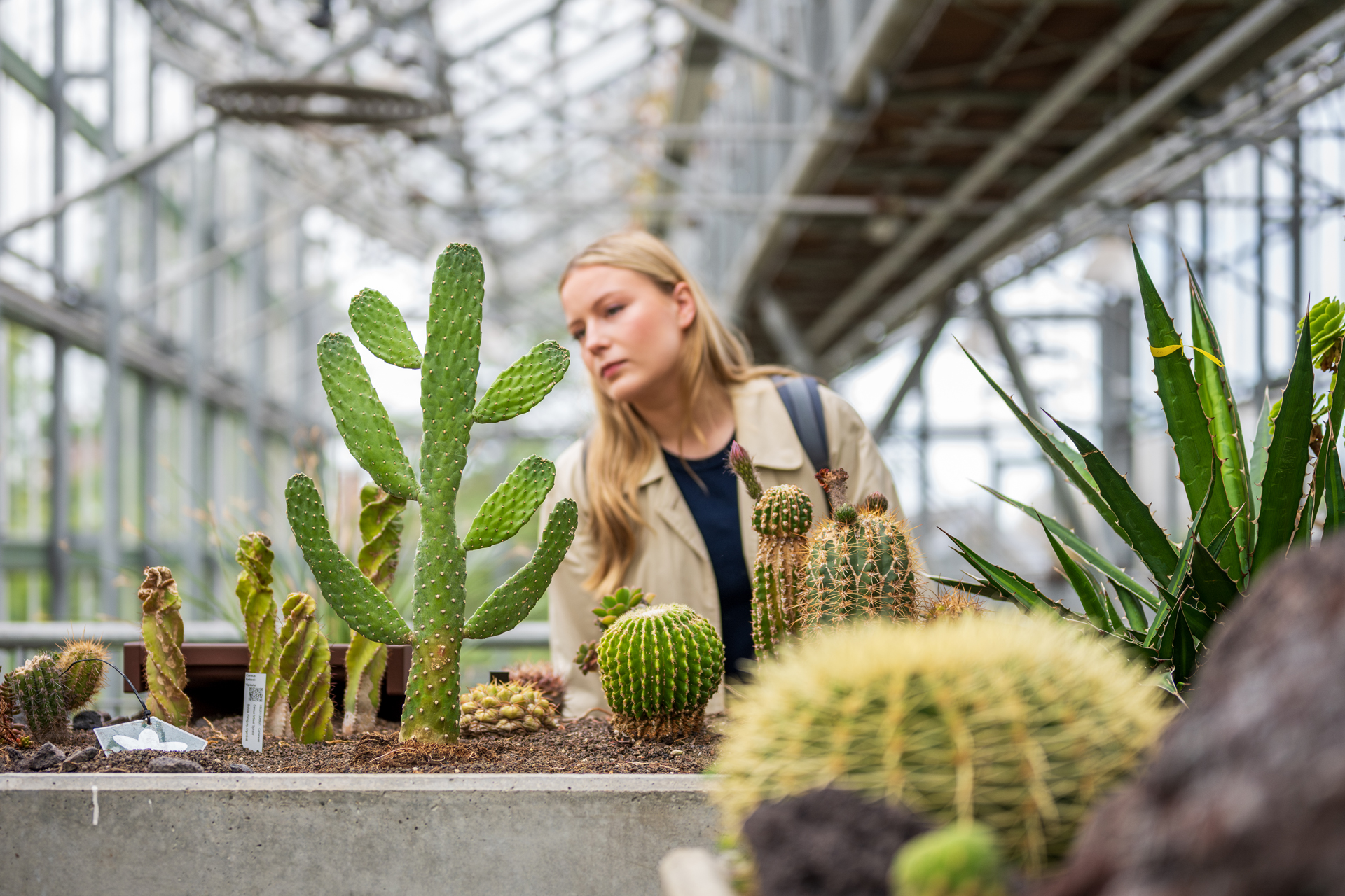Hortus Botanicus Leiden › Mijksenaar